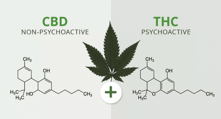 THC vs. CBD: Rozdíl, účinky a legálnost v ČR - Svět konopí THC vs. CBD: Rozdíl, účinky a legálnost v ČR - Svět konopí