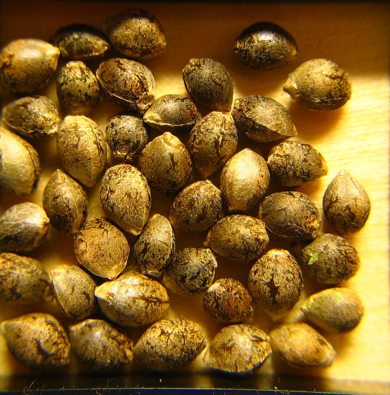 Konopí seté: Kde sehnat semena a jak ho pěstovat? - Svět konopí